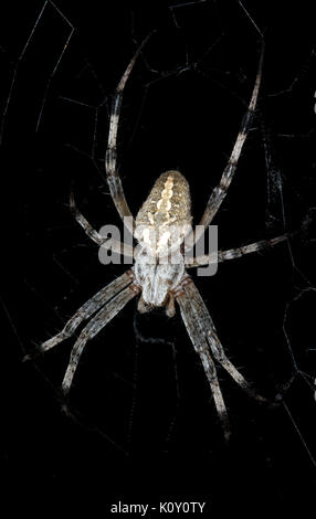 Orb web spider on web at night. California. USA Stock Photo - Alamy