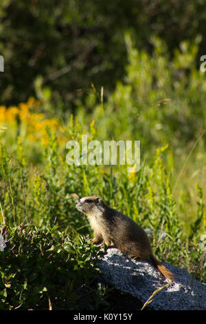 Side view of marmot on green meadow Stock Photo - Alamy