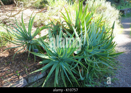 Aloe mutabilis - San Francisco Botanical Garden Stock Photo - Alamy