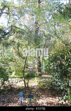 Acer pentaphyllum Quarryhill Botanical Garden DSC03222 Stock Photo - Alamy