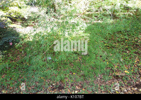 Maple, Acer pentaphyllum, autumn leaves Stock Photo - Alamy