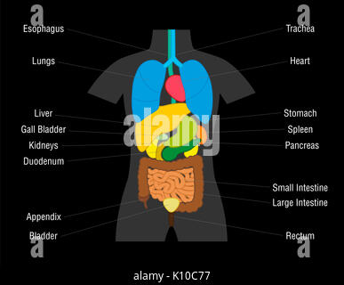 Labeled medical illustration of the human digestive system Stock Photo ...