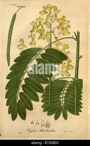 This work on American medical botany catalogues native medicinal plants ...