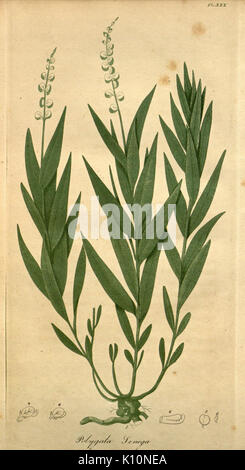 'American Medical Botany' is a collection of native medicinal plants of ...