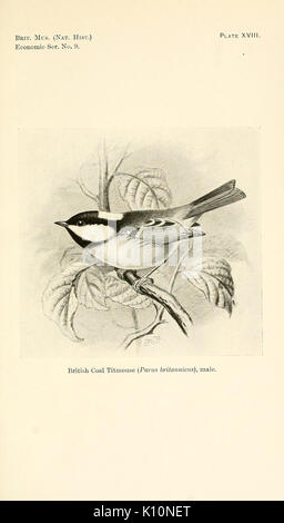 Birds beneficial to agriculture, Birds, Harvard University, MCZ, Ernst ...