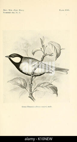Birds beneficial to agriculture, Birds, Harvard University, MCZ, Ernst ...