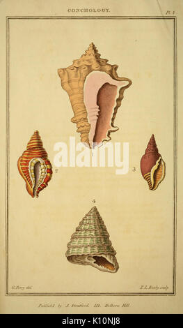 Arcana is a natural history museum catalog that features recent ...