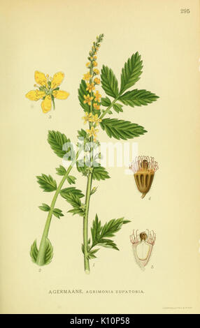Illustration from ‘Billeder af nordens flora’ showcasing plants from ...