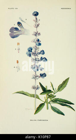 Addisonia : New York :New York Botanical Garden,1916-[1964] Stock Photo ...