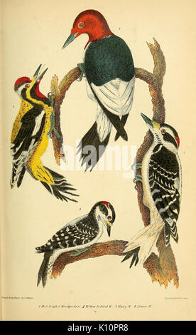 Illustrations of the American Ornithology of Alexander Wilson and ...