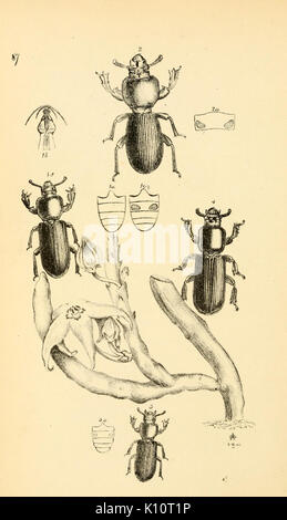'Arcana Entomologica' features illustrations of rare and newly ...