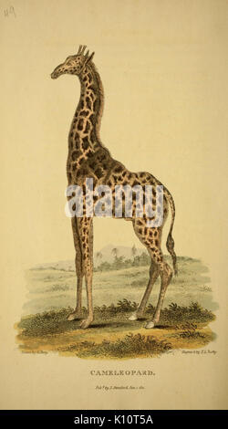 'Arcana, or, The Museum of Natural History' (Pl. 19), a pictorial ...