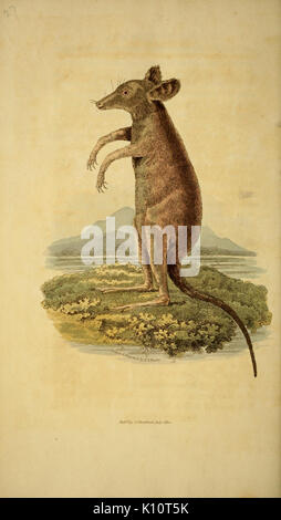Arcana, or, The museum of natural history (Pl. 23), Natural history ...