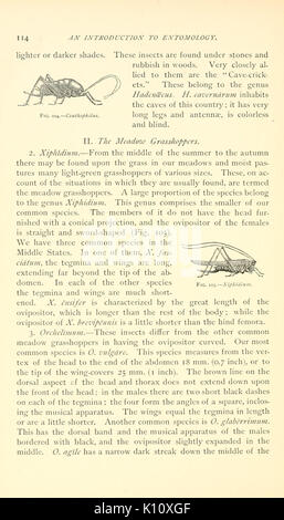 An introduction to entomology (Page 114 Stock Photo - Alamy