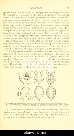 An introduction to entomology (Page 163 Stock Photo - Alamy