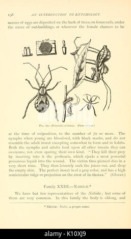 An introduction to entomology (Page 198 Stock Photo - Alamy