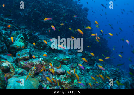 Underwater reef scene from Hapatoni village, Tahuata, Marquesas, French ...