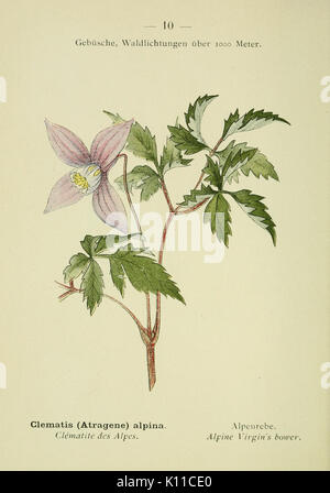 Alpen-Flora (Page 19 Stock Photo - Alamy