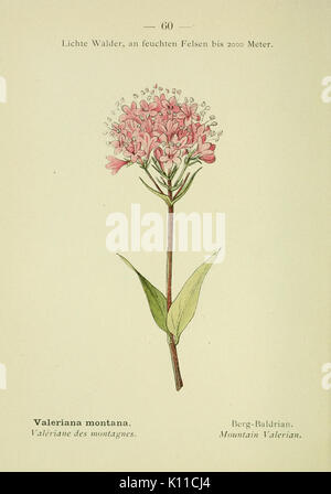 Alpen-Flora (Page 119 Stock Photo - Alamy