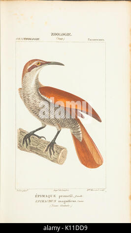 Atlas de zoologie (Pl. 24 Stock Photo - Alamy