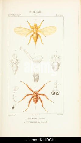 Atlas de zoologie (Pl. 53 Stock Photo - Alamy