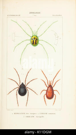 Atlas de zoologie (Pl. 54 Stock Photo - Alamy