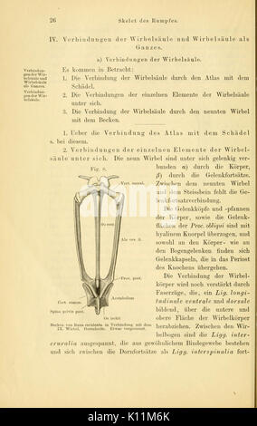 . Anatomie des Frosches. Frog; Amphibians. Frontaler Durchschnitt durch ...