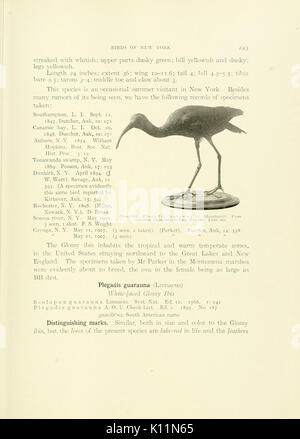 This work details the bird species found on the Scottish islands of ...