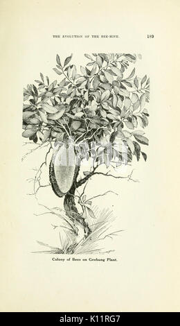 Australian bee lore and bee culture (Page 292) BHL11488192 Stock Photo ...