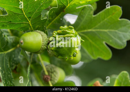 Oak gall wasps lay their larvae on acorns, creating theseabnormal ...