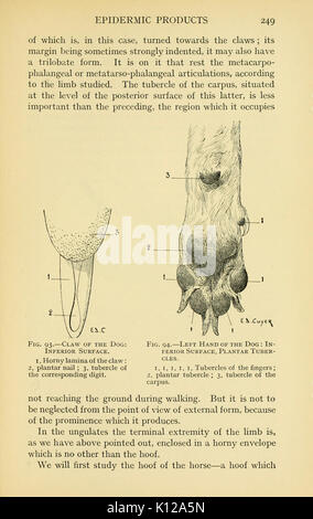 Artistic anatomy of animals (Page 249 Stock Photo - Alamy