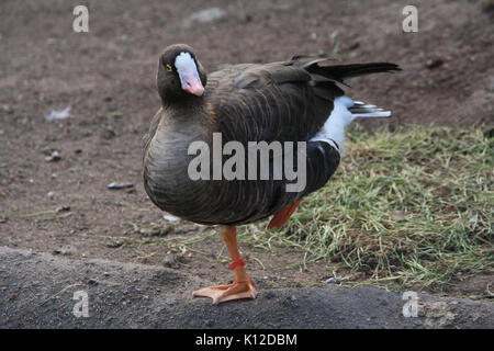 Anser erythropus (standing on one leg Stock Photo - Alamy