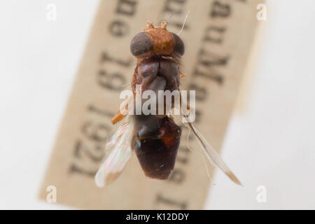 Acrosticta rubida, dorsal Stock Photo - Alamy