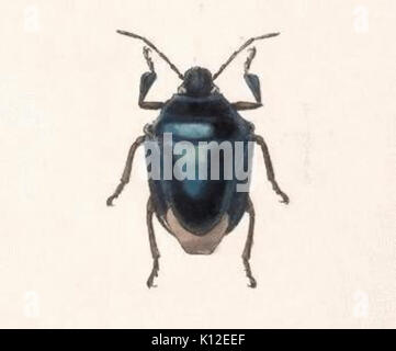 Biologia Centrali Americana Stiretrus anchorago Stock Photo - Alamy