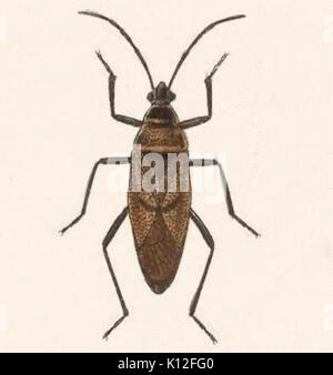 Biologia Centrali Americana Largus cinctus 2 Stock Photo - Alamy