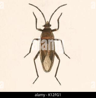 Biologia Centrali Americana Largus cinctus 2 Stock Photo - Alamy