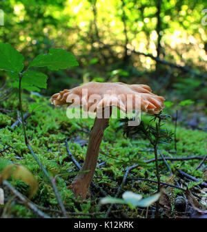 Algerine Swamp Natural Area (Revisited) (2) (29304667425 Stock Photo ...