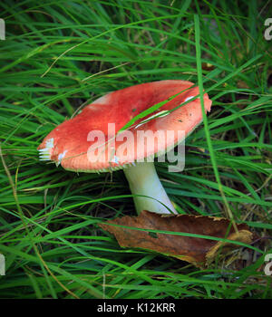 Algerine Swamp Natural Area (Revisited) (11) (29270893926 Stock Photo ...