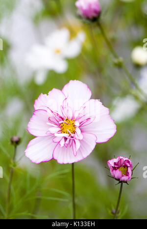 Cosmos bipinnatus 'Fizzy Pink' flowers Stock Photo - Alamy
