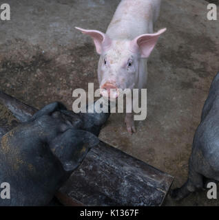 Hybrid breed of pigs at a domestic pig farm which are wild boar ...