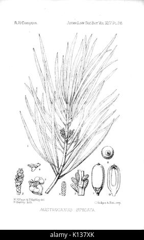 Austrotaxus spicata line drawing Stock Photo - Alamy