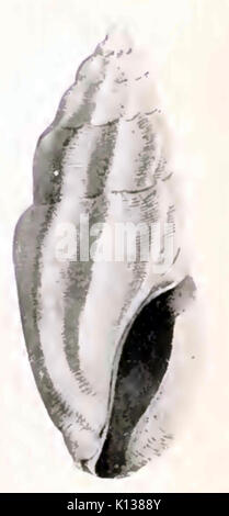Agathotoma phryne 001 Stock Photo - Alamy