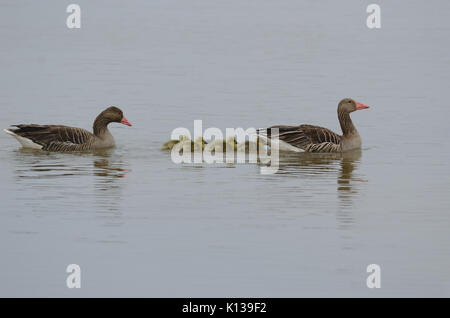 Anser anser 01 Stock Photo - Alamy