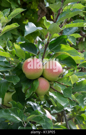 Apple 'Nuvar Cheerfull Gold'. Malus domestica 'Nuvar Cheerfull Gold ...