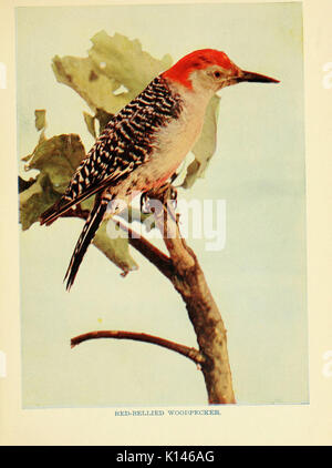 Birds of Lakeside and Prairie - A Study of Bird Species Found in North ...