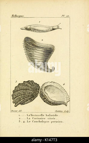 Atlas des mollusques (Pl. 10): A comprehensive atlas of mollusks ...