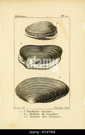 Atlas of Mollusks: A Pictorial Study of Shells and Mollusk Species (Pl ...