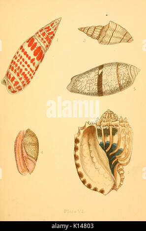 Identification Mollusks Shells Smithsonian Institution Libraries Stock ...