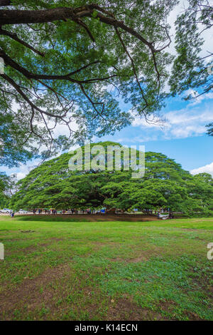 Largest Monkey Pod Tree in Kanchanaburi, Thailand Stock Photo - Alamy