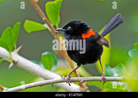 A closeup of a red-backed fairywren bird perching on a tree branch ...